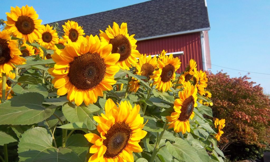 Czy W Fortune Coin Gra Za Darmo Jest Dostępna – Cobble Creek Farm